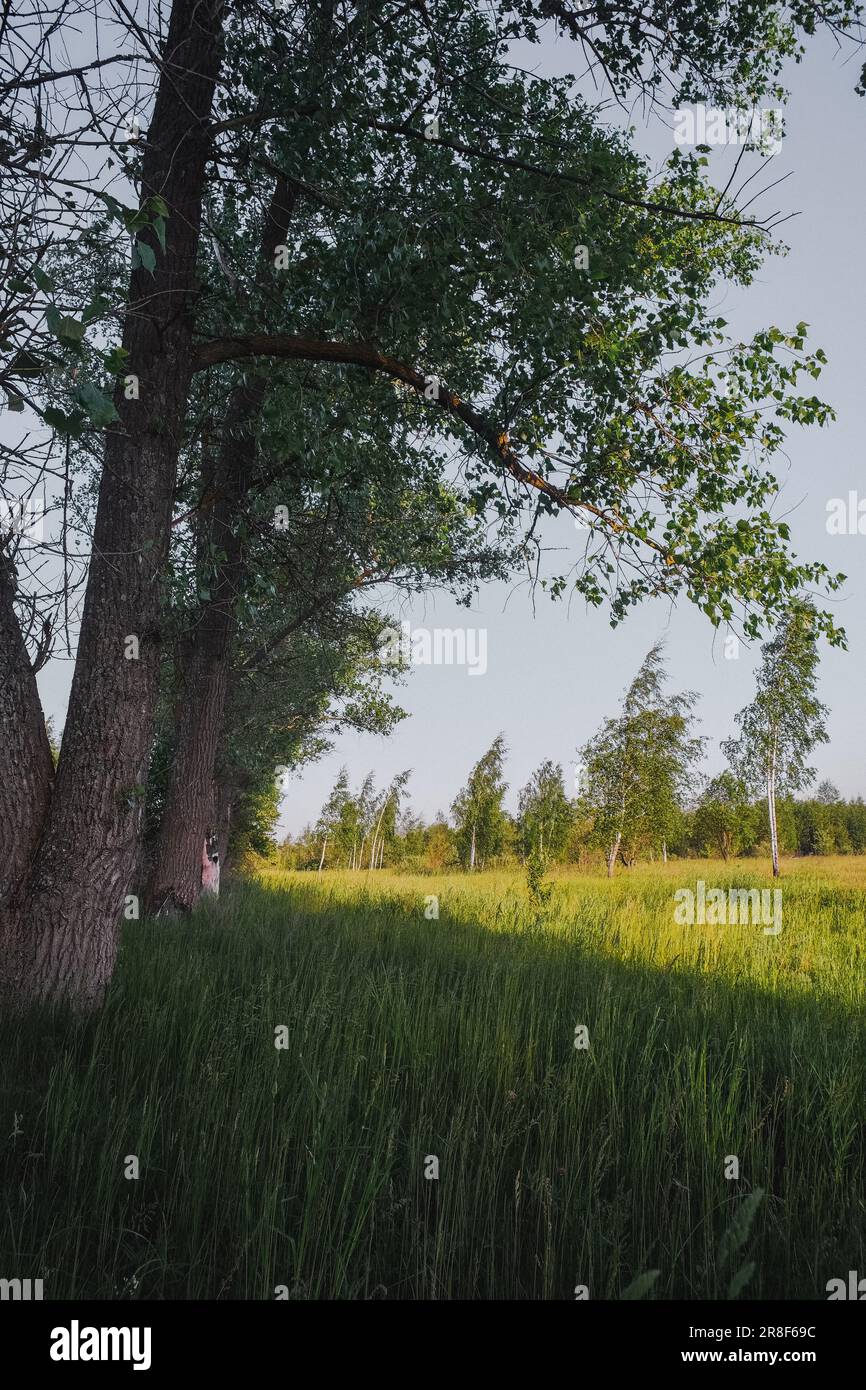 May landscape with trees and vegetation Stock Photo - Alamy