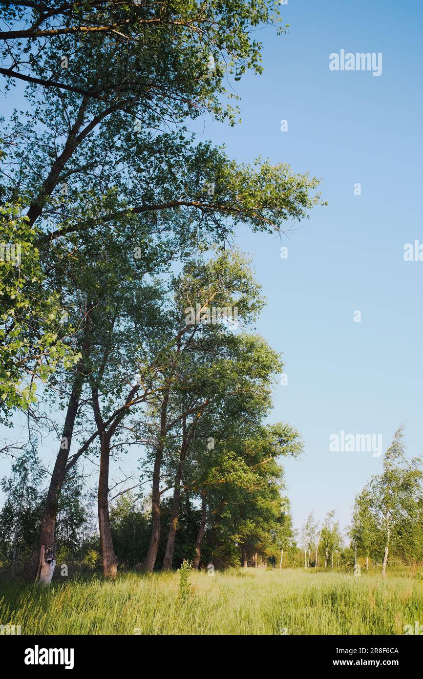May landscape with trees and vegetation Stock Photo - Alamy