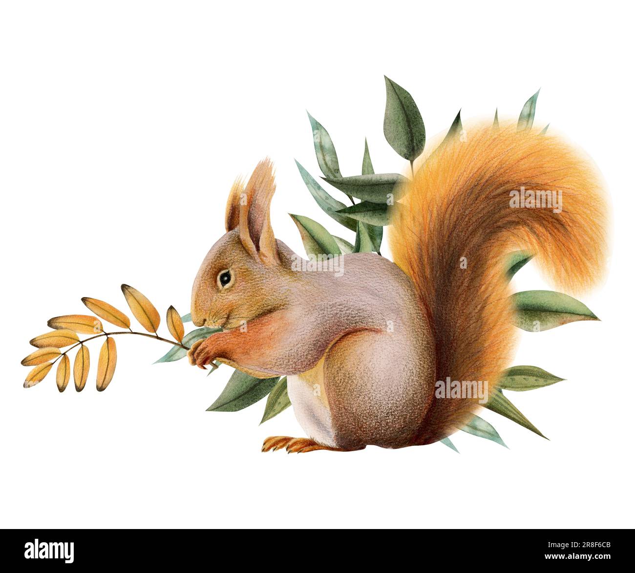 Watercolor orange squirrel with green and yellow leaves illustration of ...