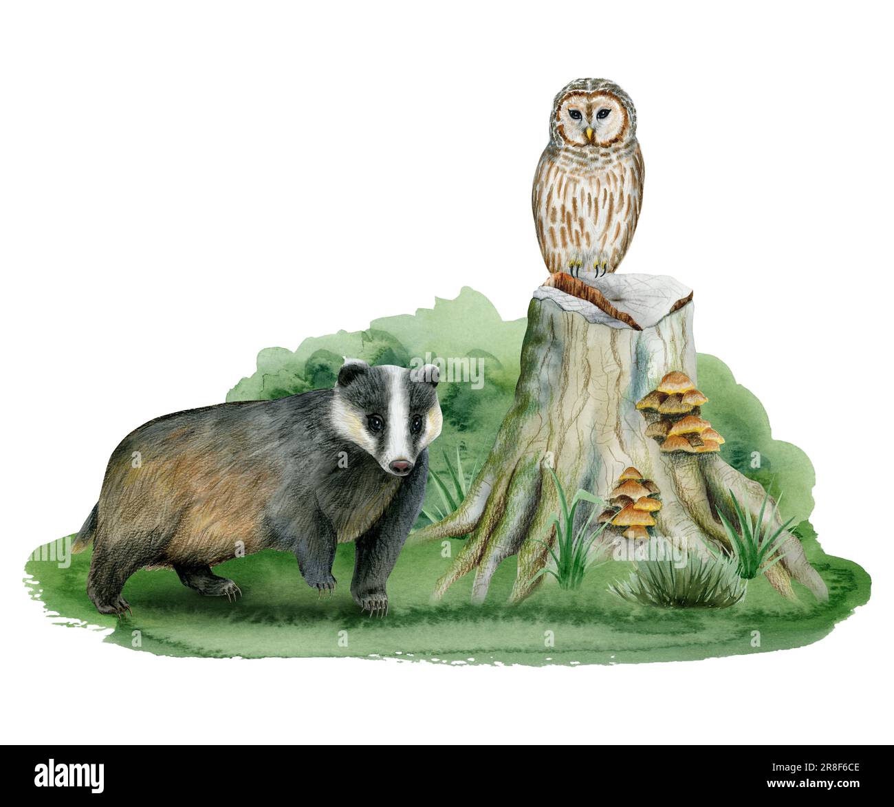 Woodland animals badger and owl on tree stump and grass watercolor ...