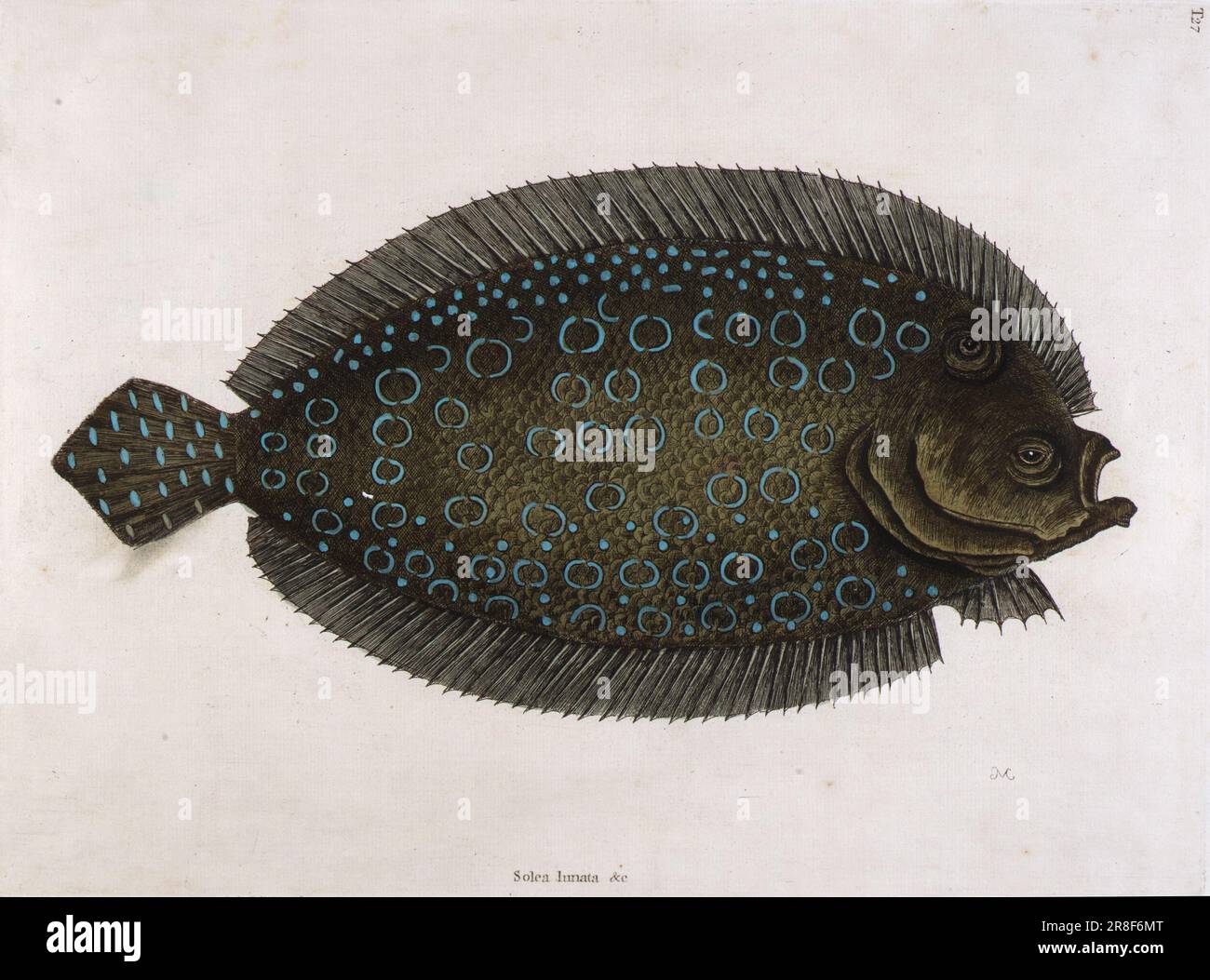 Mark 1683 1749 hi-res stock photography and images - Alamy