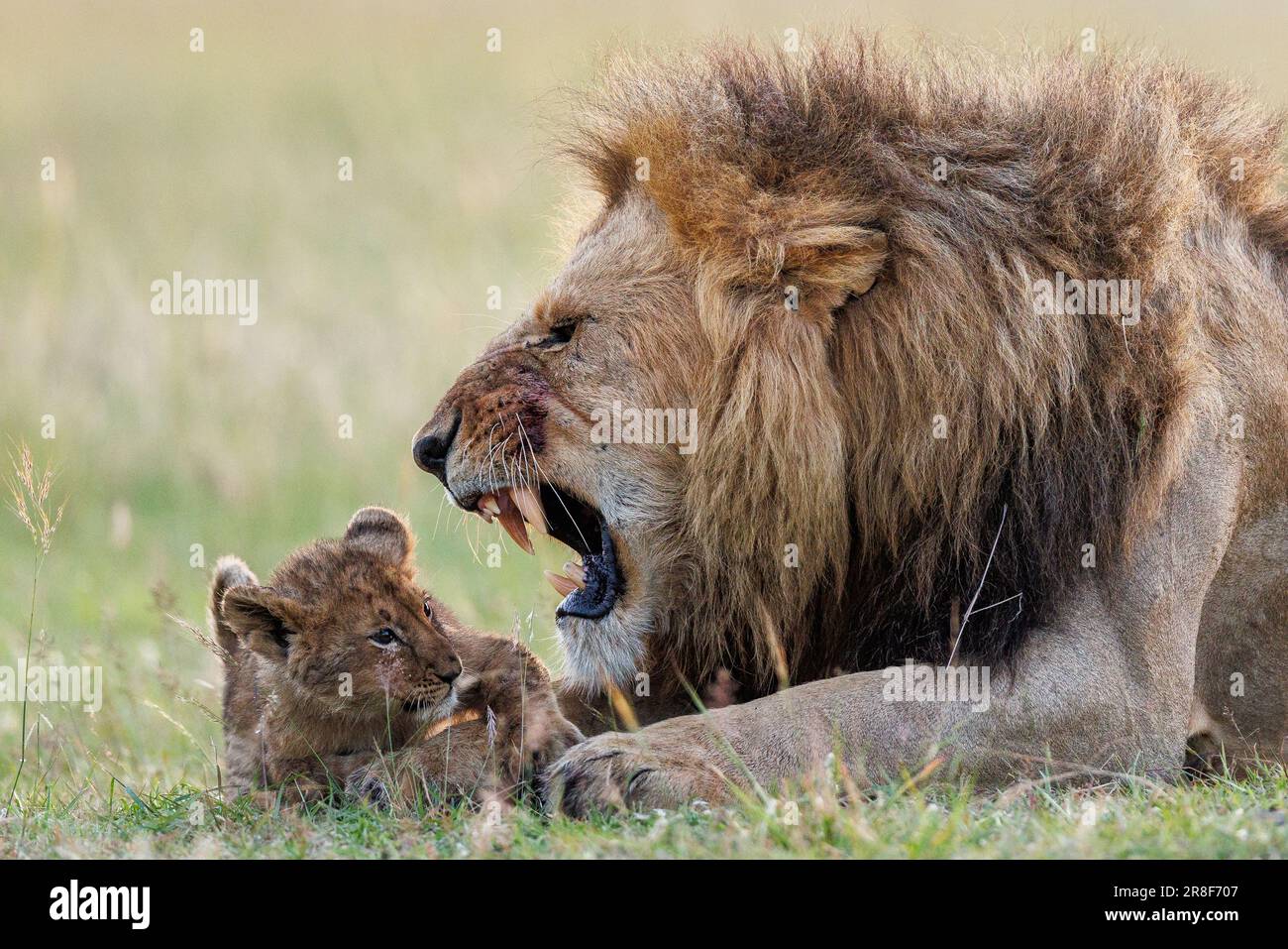 A lion shows off his massive teeth. MASAI MARA; KENYA: INCREDIBLE ...
