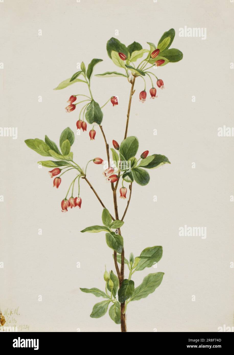 Western Menziesia (Menziesia glabella) 1924 by Mary Vaux Walcott, born ...