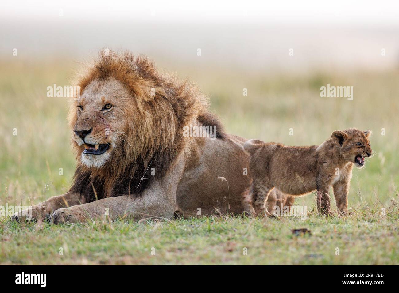 A lion relazing with a cub. MASAI MARA; KENYA: INCREDIBLE photographs ...