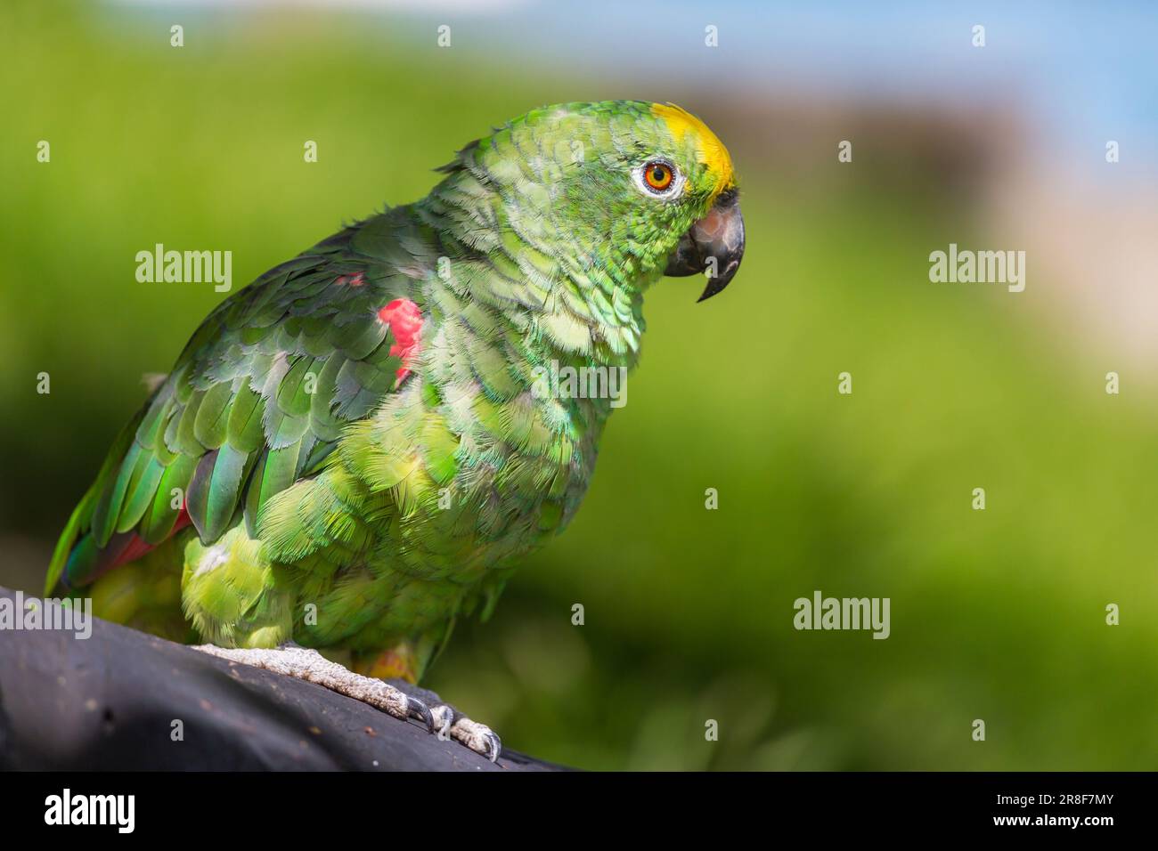 The yellow-crowned amazon or yellow-crowned parrot is a species of ...