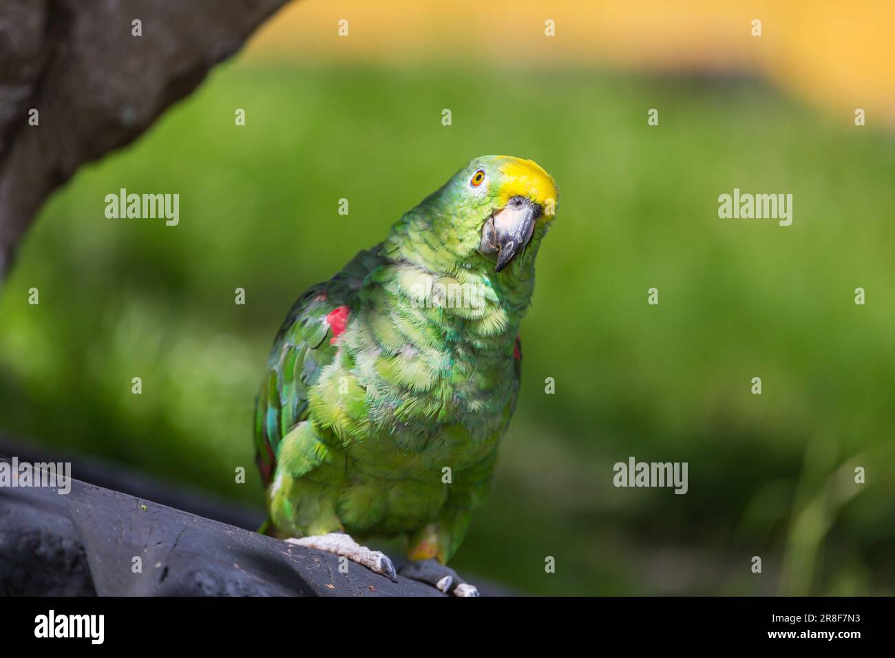 The yellow-crowned amazon or yellow-crowned parrot is a species of ...