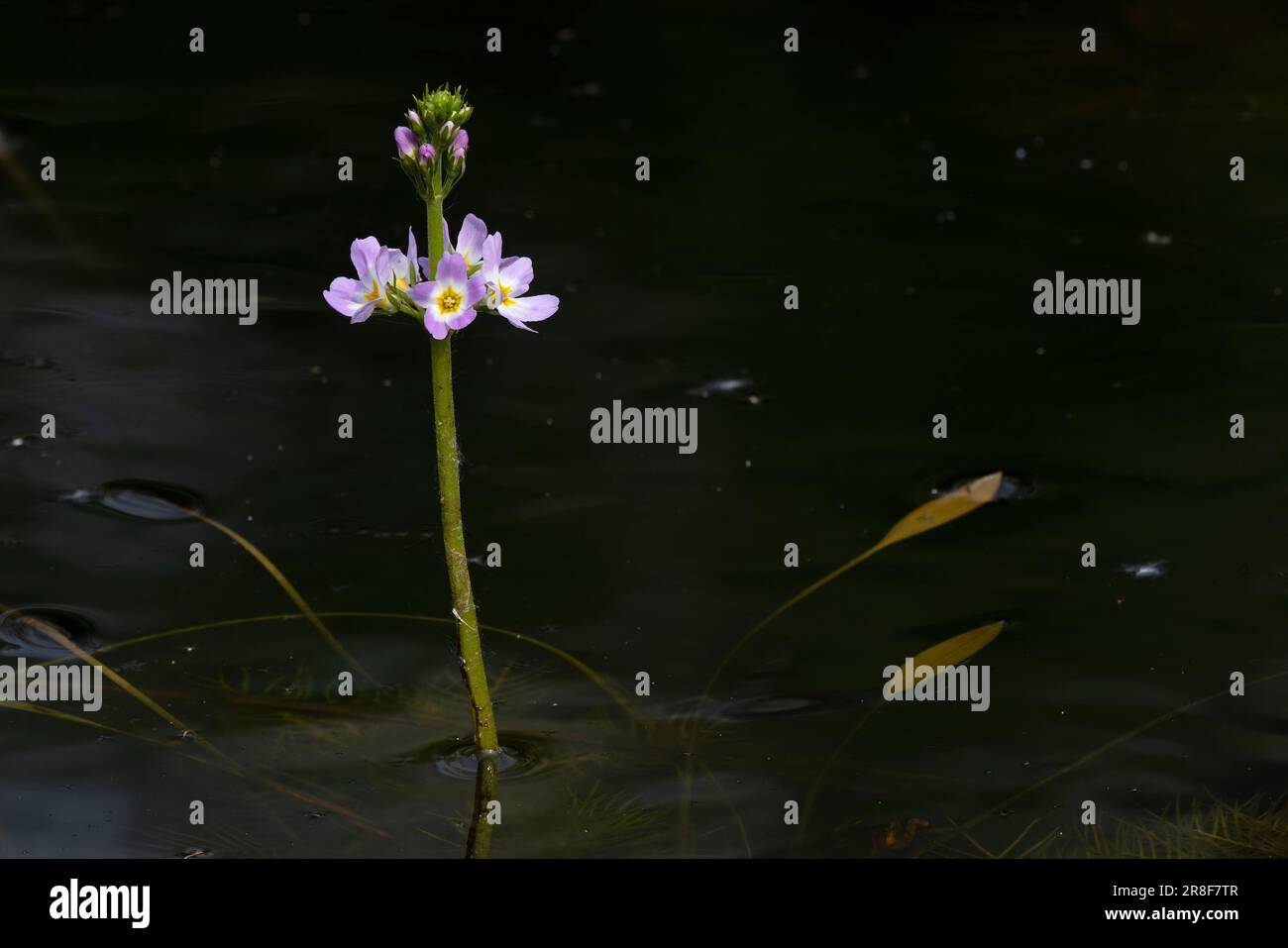 Water Violet (Hottonia palustris) Suffolk May 2023 Stock Photo - Alamy