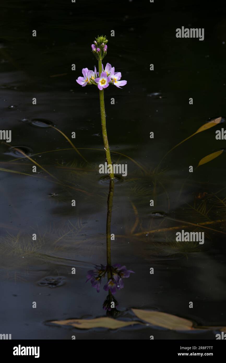 Water Violet (Hottonia palustris) Suffolk May 2023 Stock Photo - Alamy