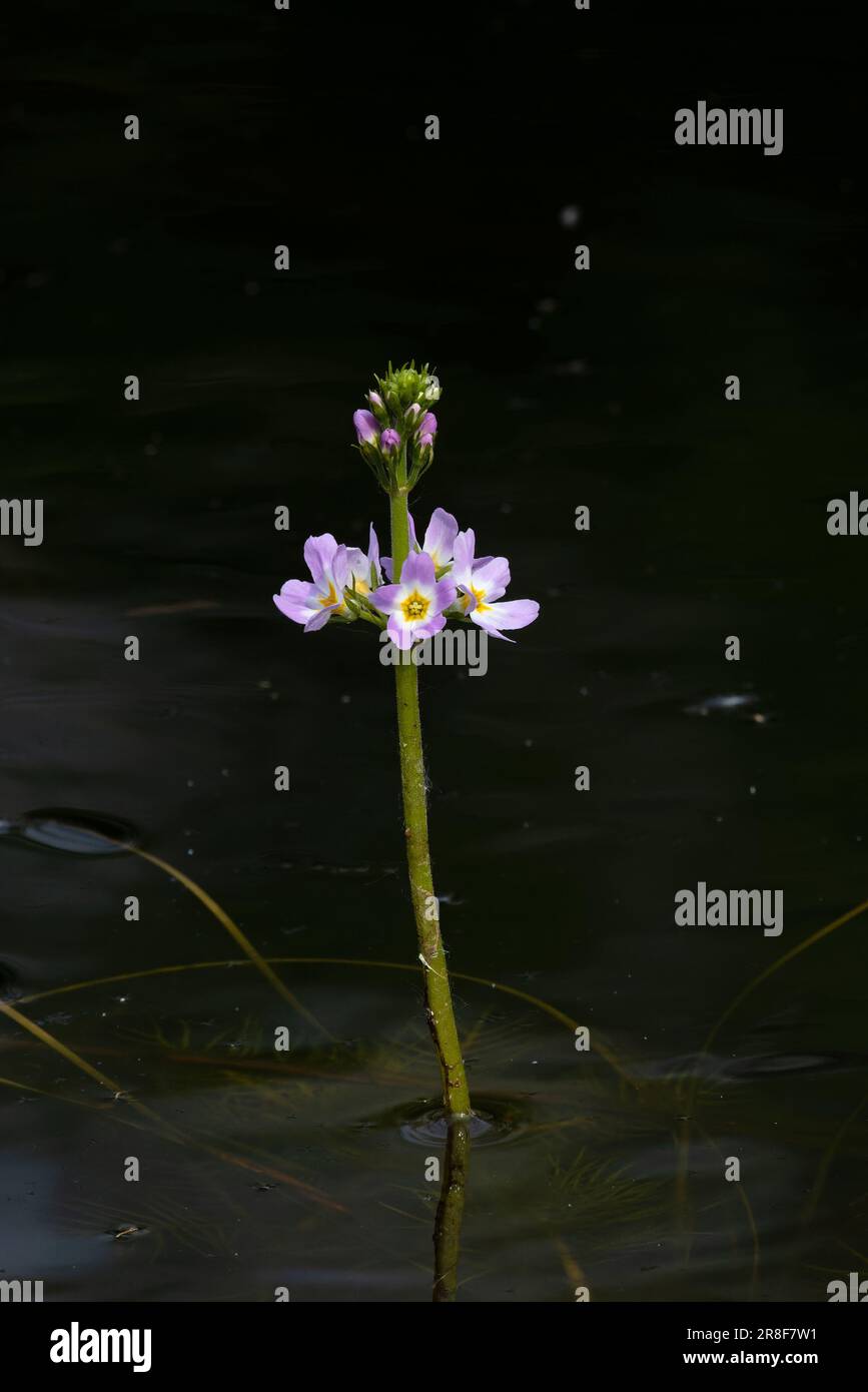Water Violet (Hottonia palustris) Suffolk May 2023 Stock Photo - Alamy