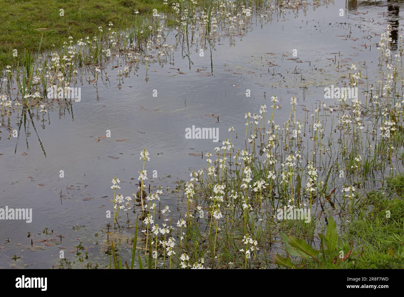 Water Violet (Hottonia palustris) Norfolk May 2023 Stock Photo - Alamy