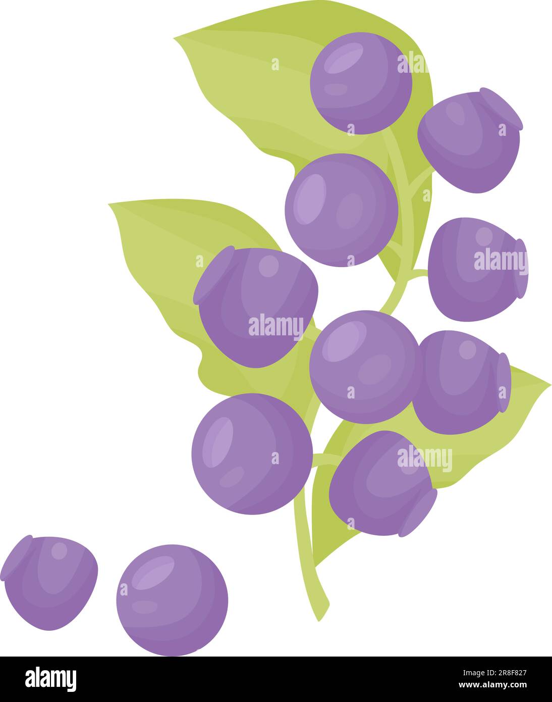 Blueberry. Branch of ripe summer forest berry with leaves and fruits ...