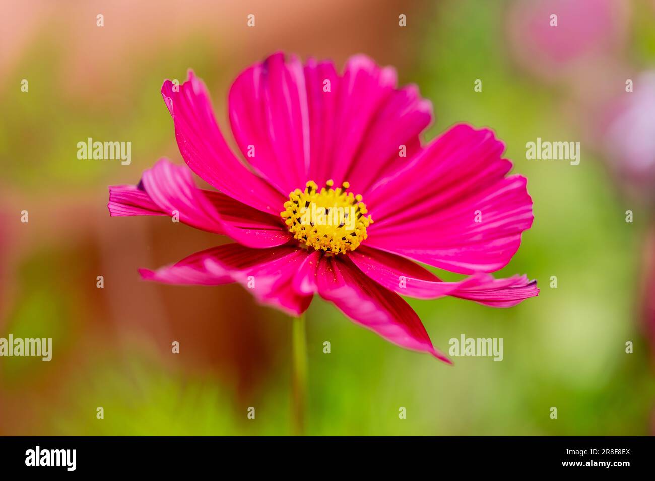 Dark pink Cosmos Bipinnatus flower closeup Stock Photo - Alamy