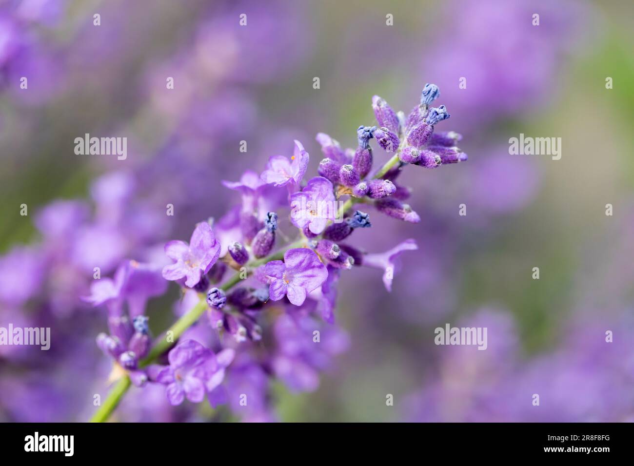 Lavandula angustifolia english lavender hi-res stock photography and ...