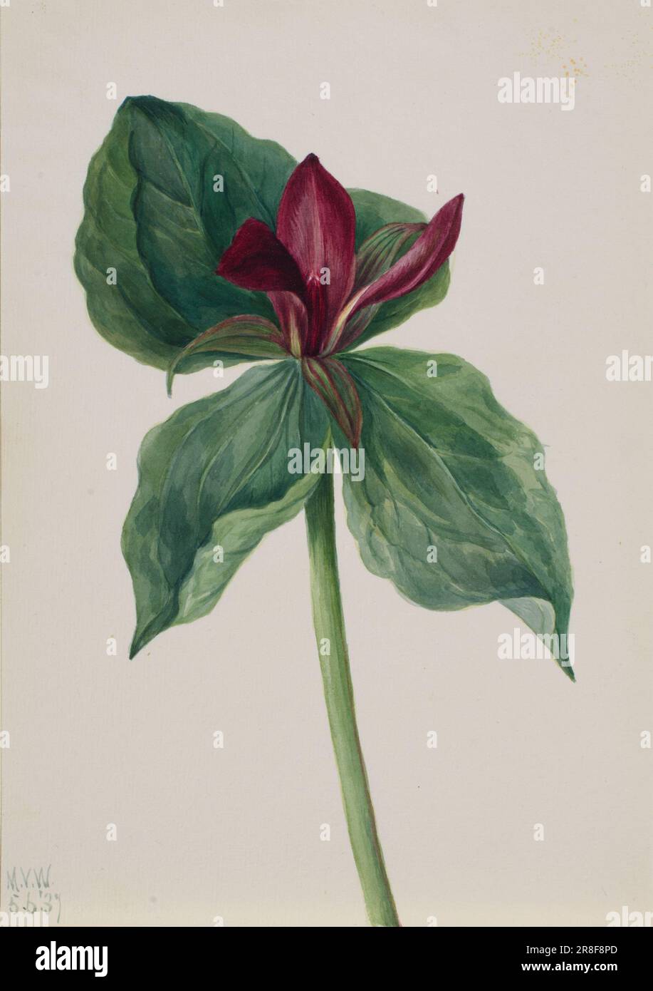 Trillium h hi-res stock photography and images - Alamy
