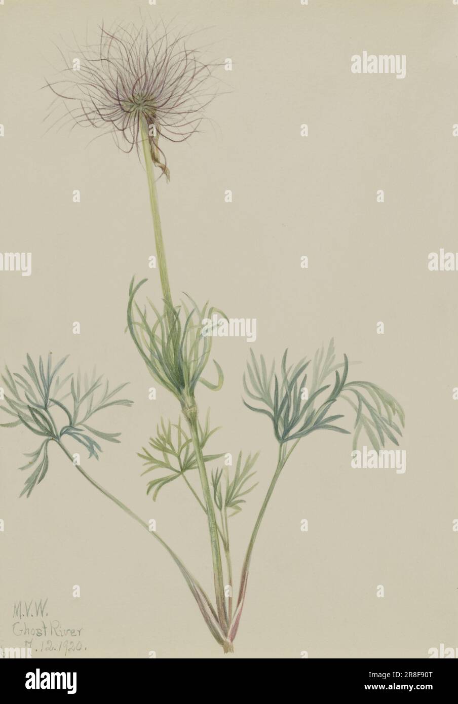 American Pasqueflower (Pulsatilla ludoviciana) 1920 by Mary Vaux ...
