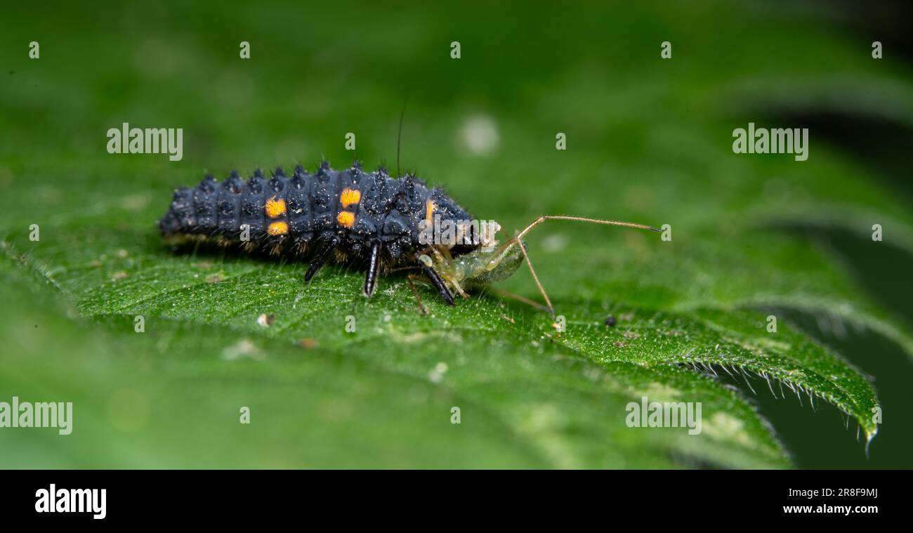 Vibrant larva hi-res stock photography and images - Alamy