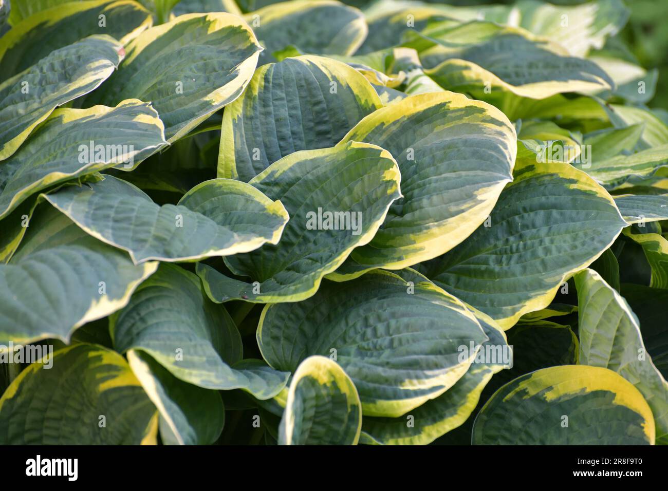 Hosta color variety hi-res stock photography and images - Alamy