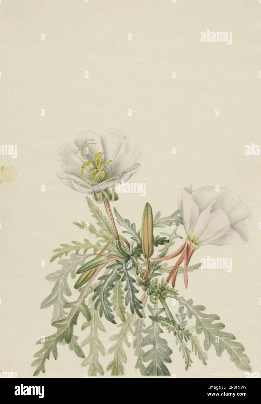 White Dawnrose (Pachyloplus marginatus) n.d. by Mary Vaux Walcott, born ...