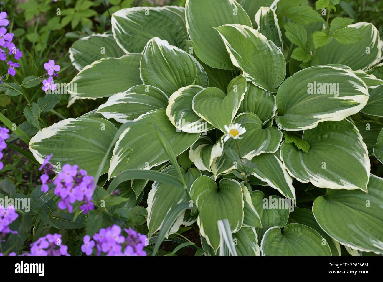 The Big leaves Hosta Crispula F variegated variety botanical plant ...