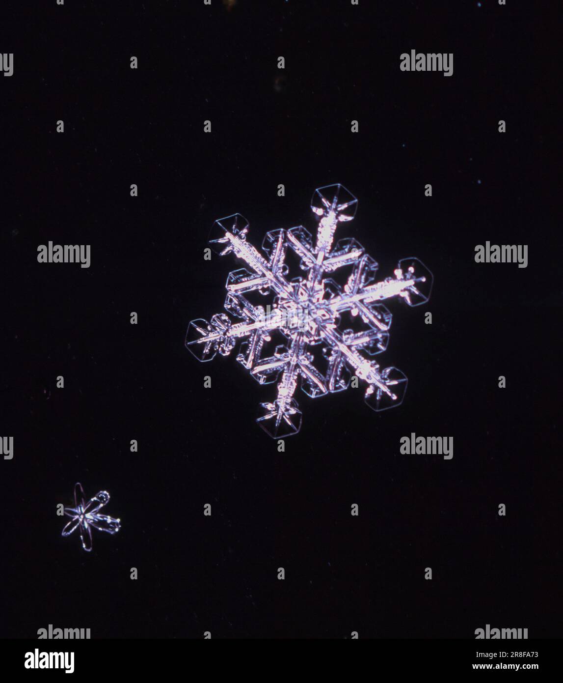 Snowflakes close up hi-res stock photography and images - Alamy