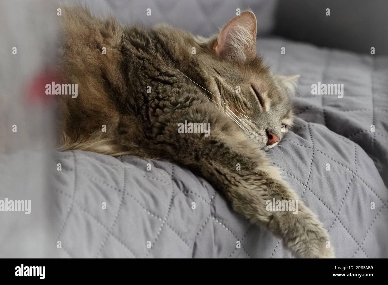 Lazy house cat on sofa Stock Photo - Alamy
