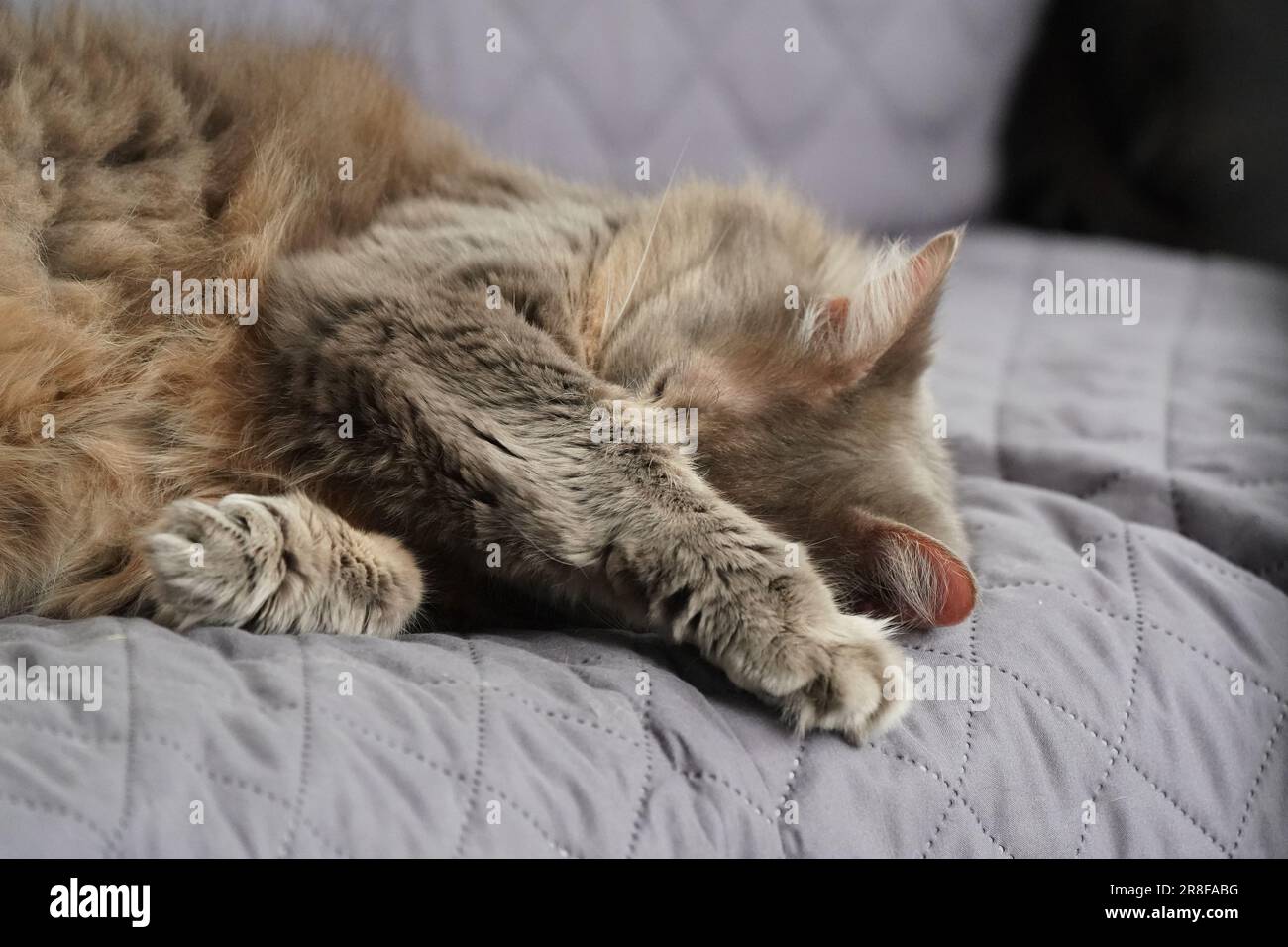 Lazy house cat on sofa Stock Photo - Alamy