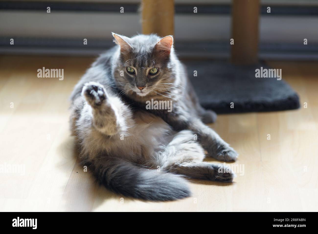 Lazy house cat on sofa Stock Photo - Alamy