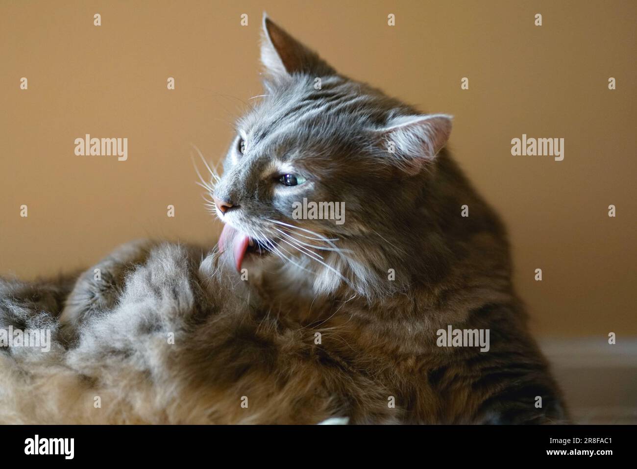 Lazy house cat on sofa Stock Photo - Alamy
