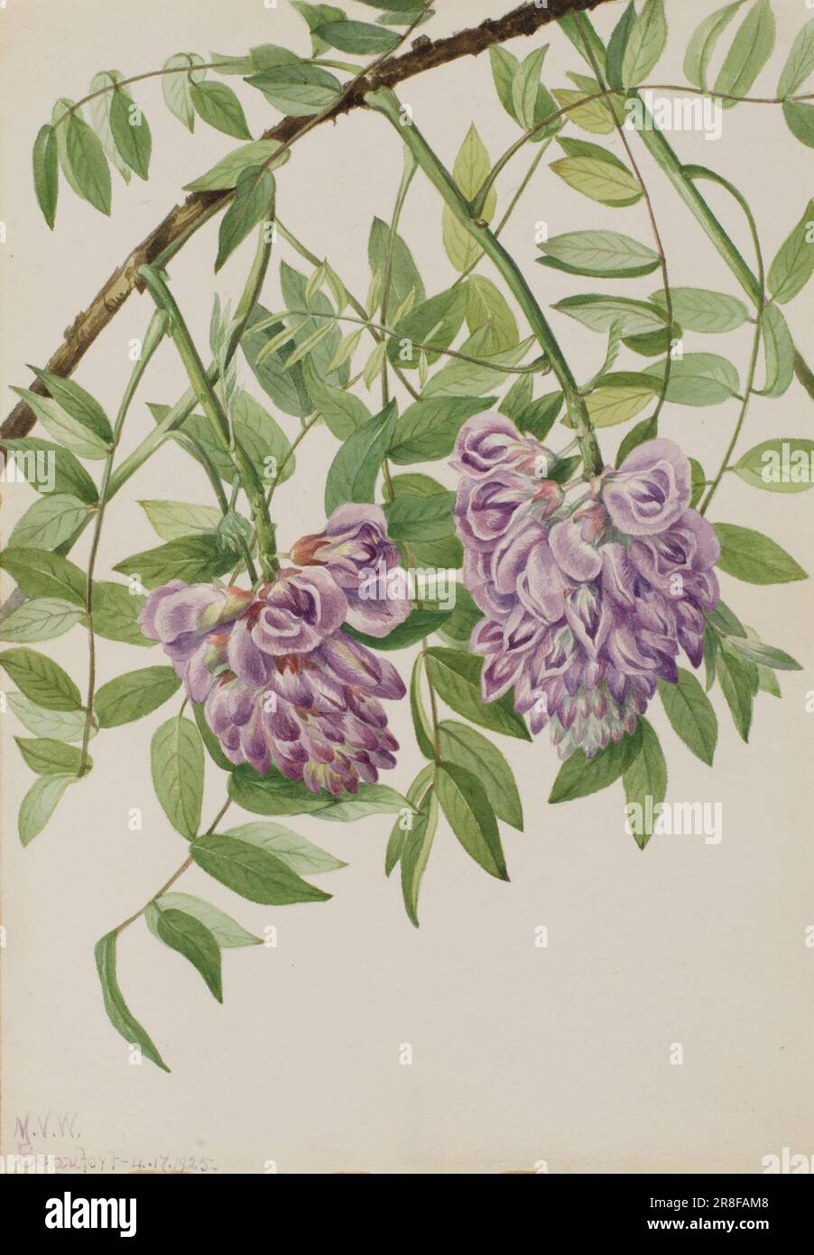 American Wisteria (Kraunhia frutescens) 1925 by Mary Vaux Walcott, born ...
