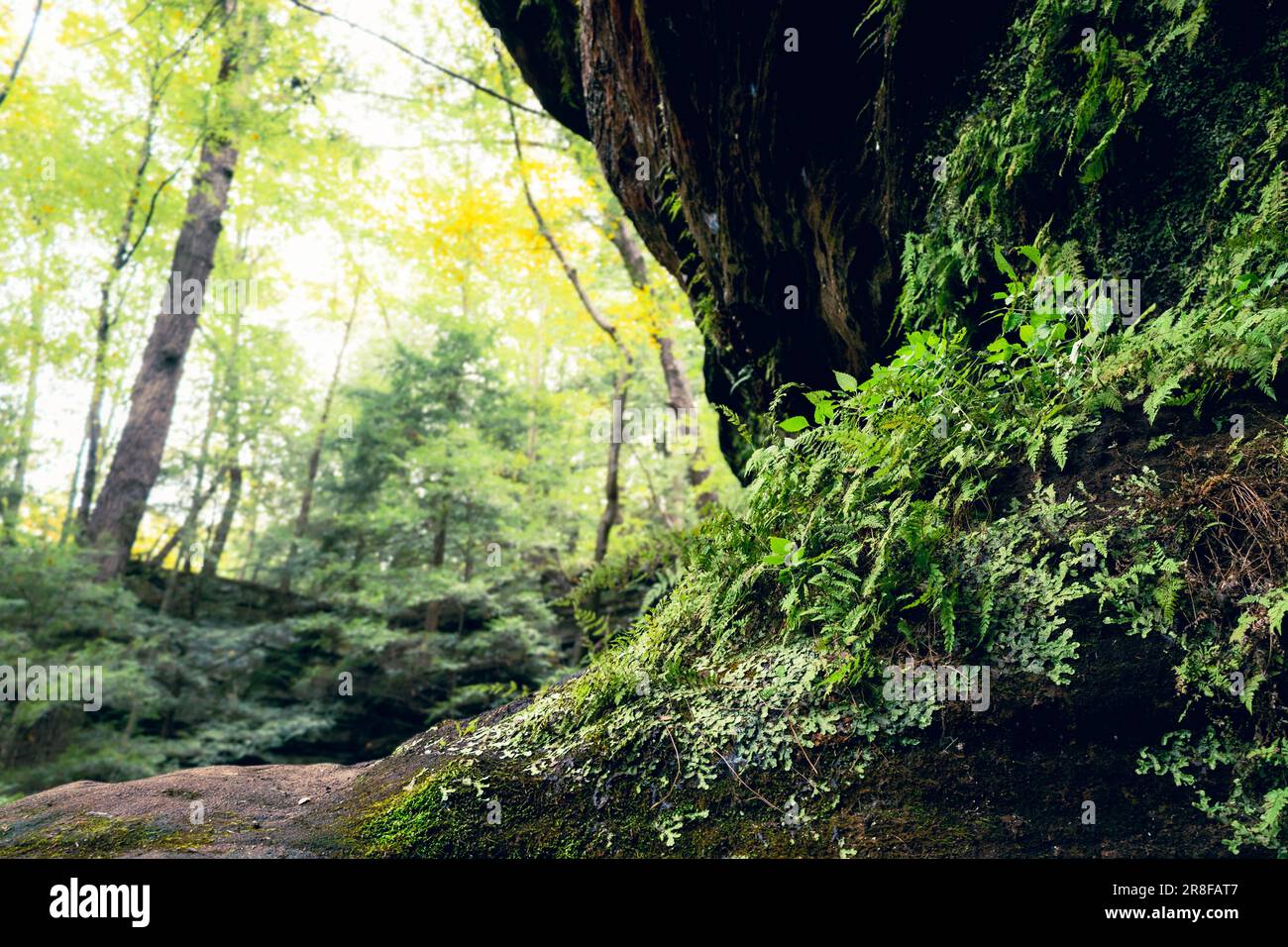An idyllic landscape featuring a cluster of trees near a grassy area ...