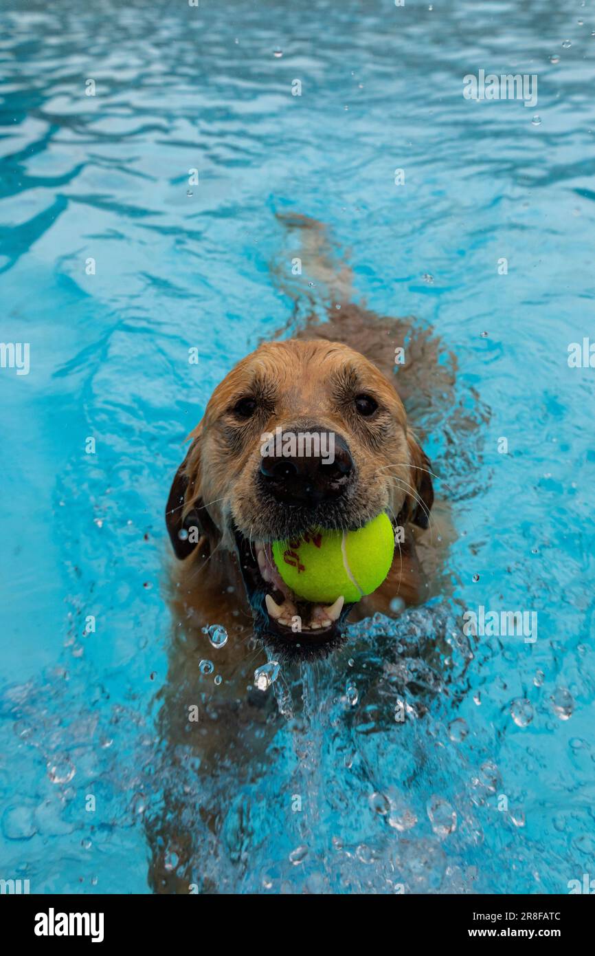 A playful labrador retriever dog splashing and playing with a yellow ...