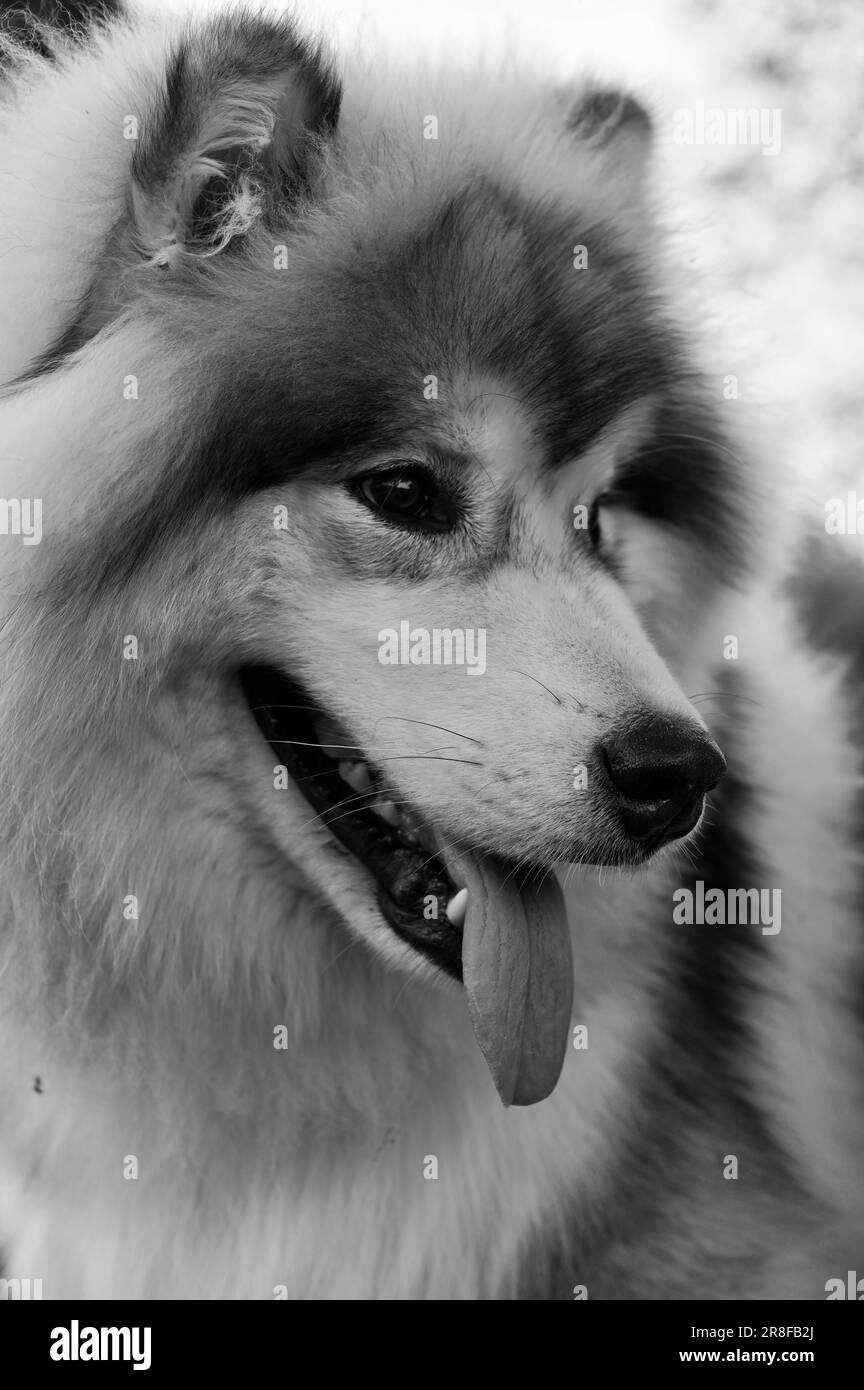 A vertical closeup of a Samoyed dog with its tongue out, in grayscale ...