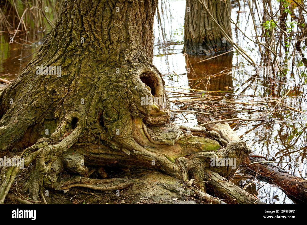 Image of the roots of a large tree with a hollow near the water on the ...