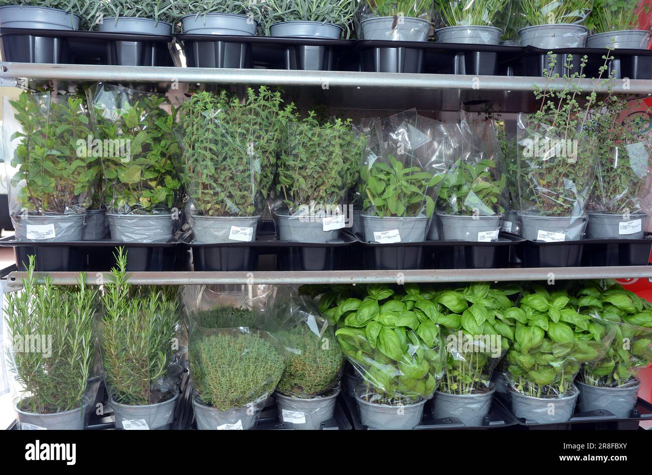 Mediterranean aromatic plants hi-res stock photography and images - Alamy