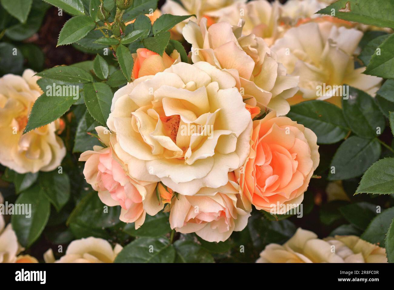 Top view of full peach colored rose flower in bloom Stock Photo - Alamy