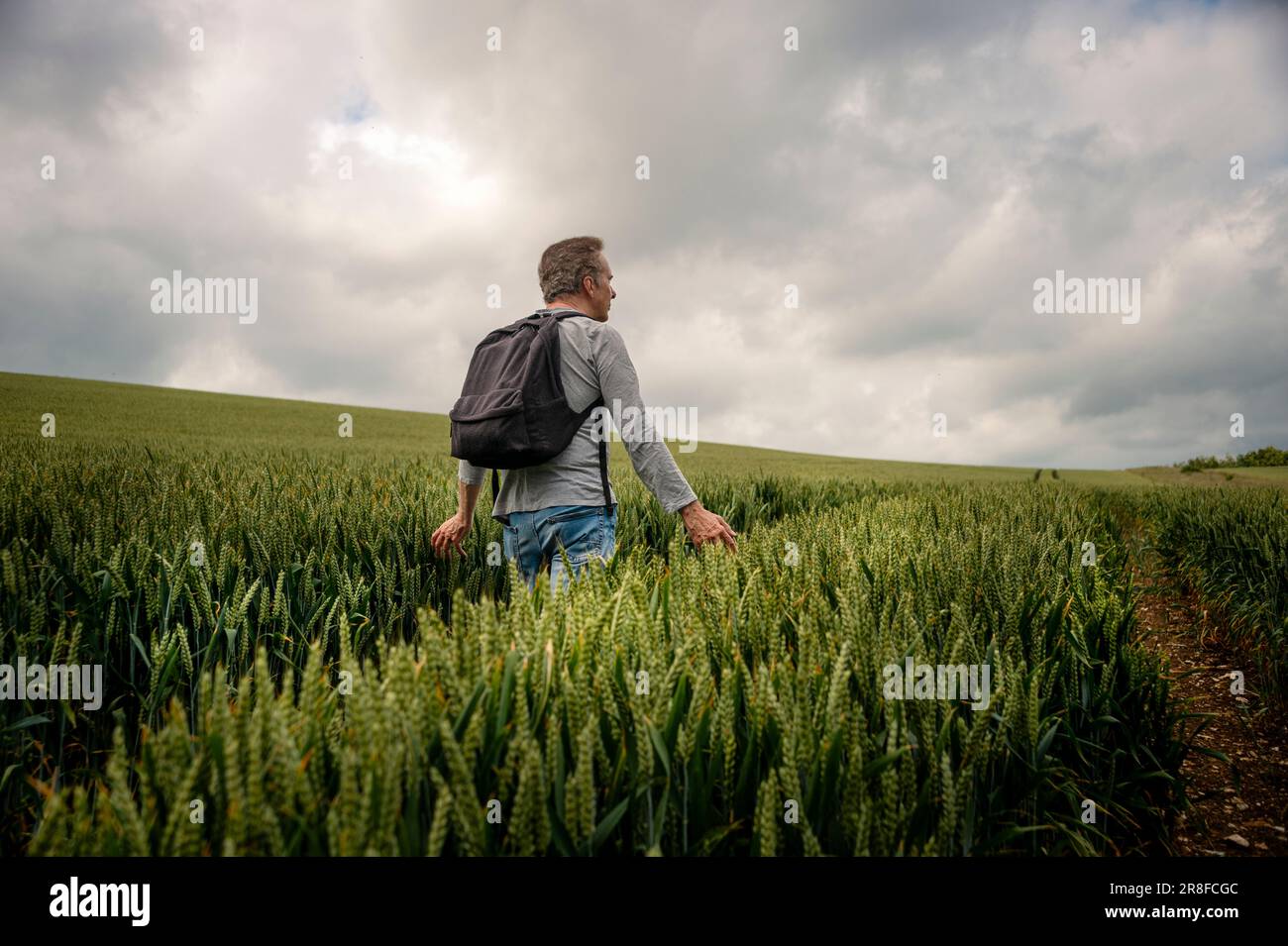Man walking through field touching hi-res stock photography and images ...