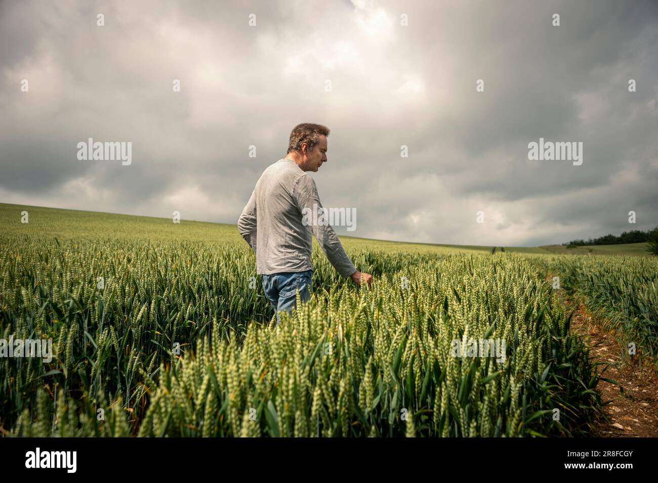 Man walking through field touching hi-res stock photography and images ...