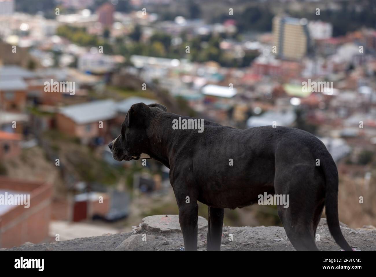 Black dog looking over the highest administrative capital, the city La ...