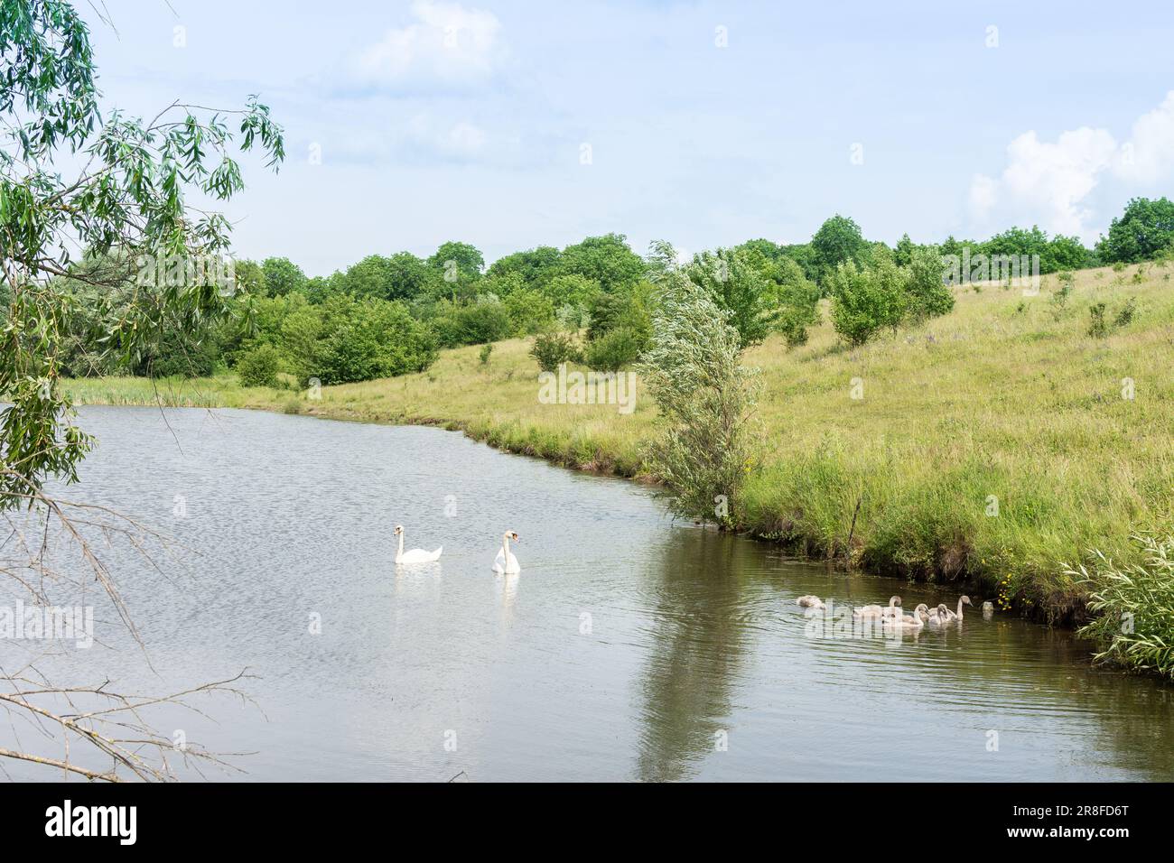 Summertime, a pair of adult swans with chicks swim on the lake Stock ...