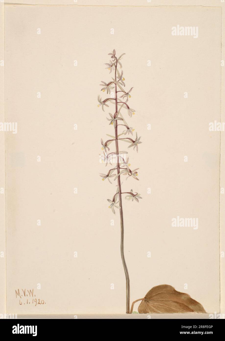 Crane-Fly Orchis (Tipularia uniflora) 1920 by Mary Vaux Walcott, born ...