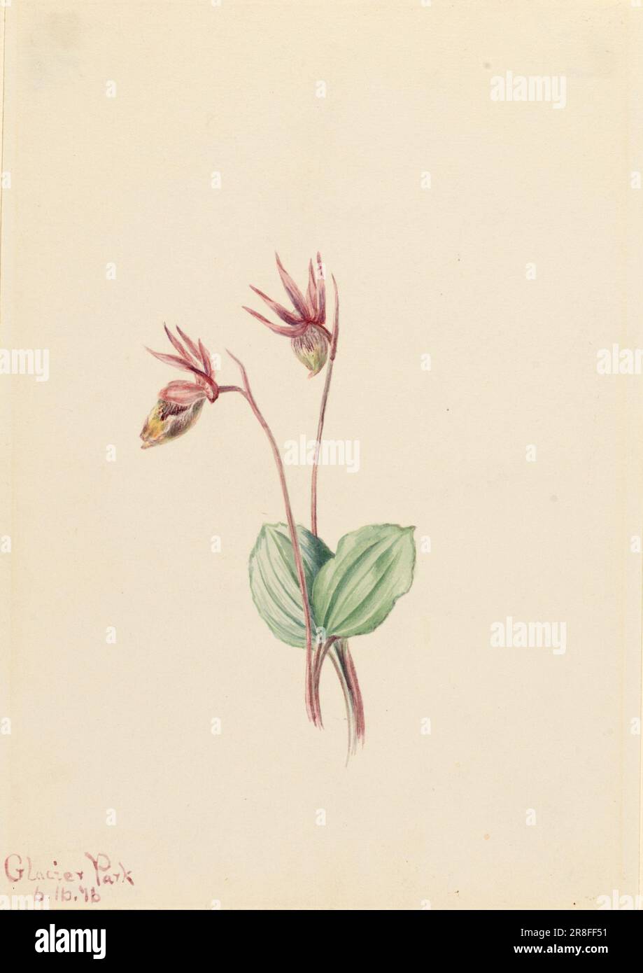 Calypso (Cytherea bulbosa) 1916 by Mary Vaux Walcott, born Philadelphia ...