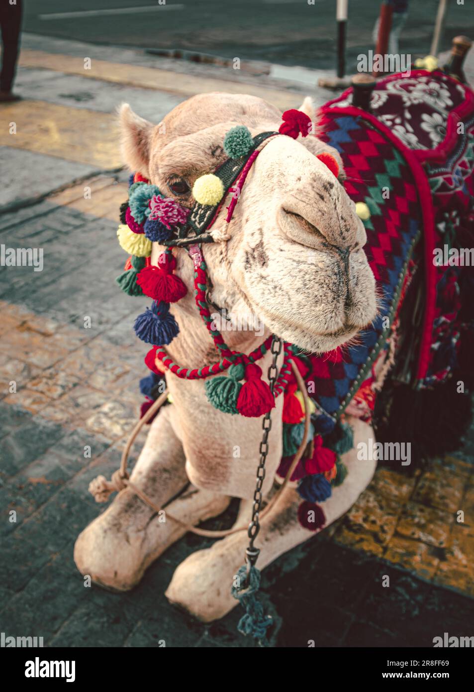 A dromedary camel lying on stony ground Stock Photo - Alamy