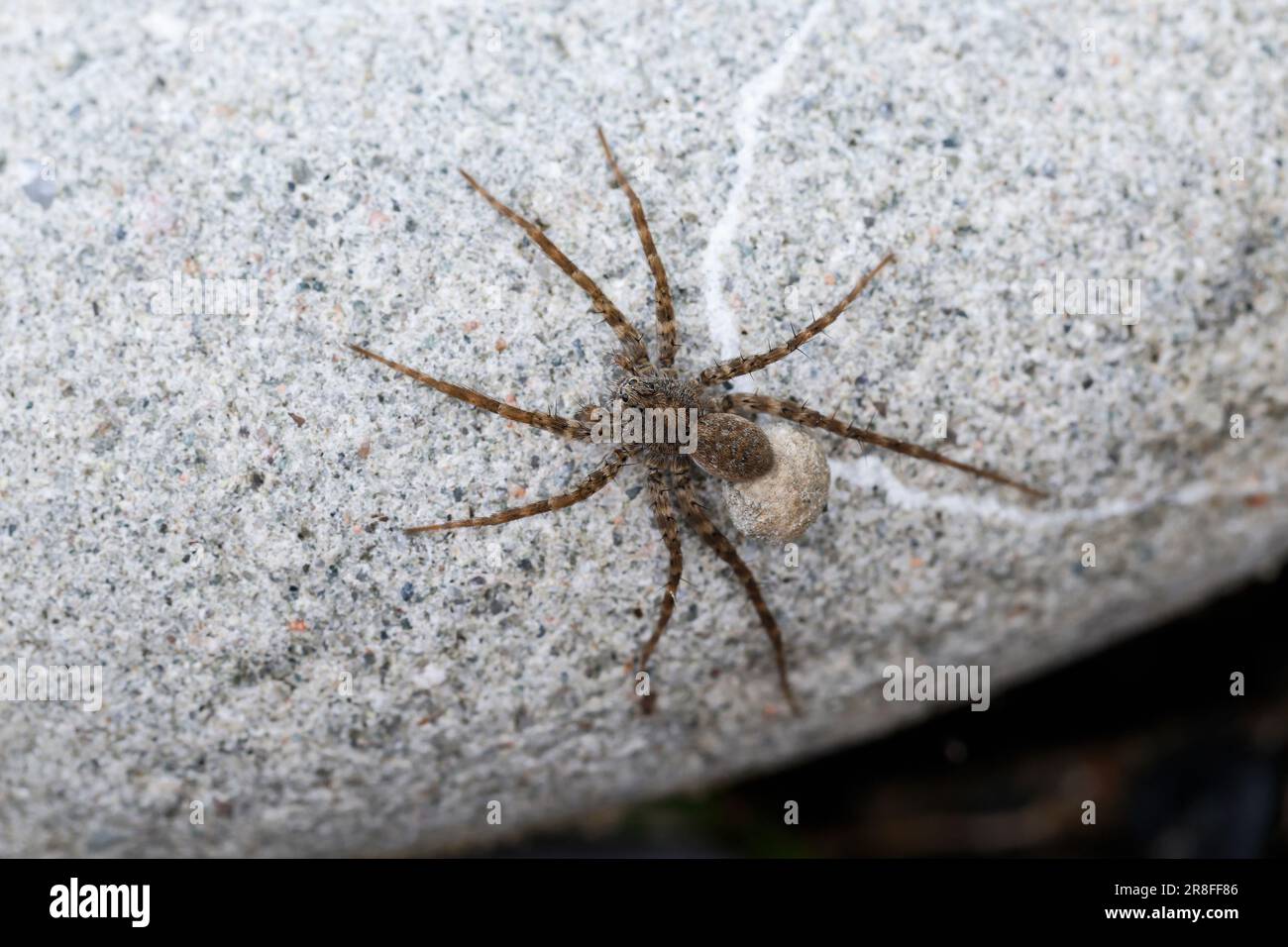Weingarten laufwolf hi-res stock photography and images - Alamy