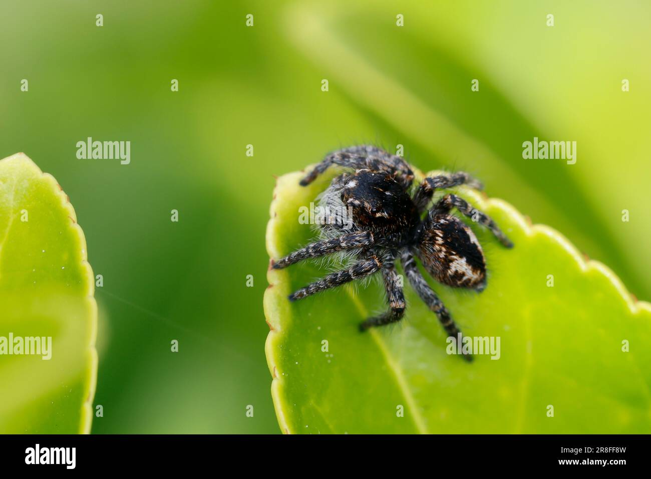 Goldaugen-Springspinne, Goldaugenspringspinne, Goldäugige Springspinne ...