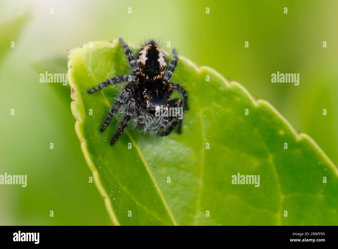 Goldaugen-Springspinne, Goldaugenspringspinne, Goldäugige Springspinne ...