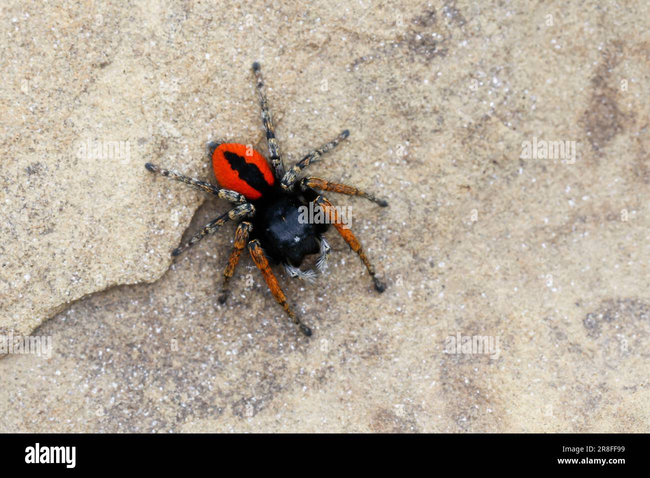 Goldaugen-Springspinne, Goldaugenspringspinne, Goldäugige Springspinne ...
