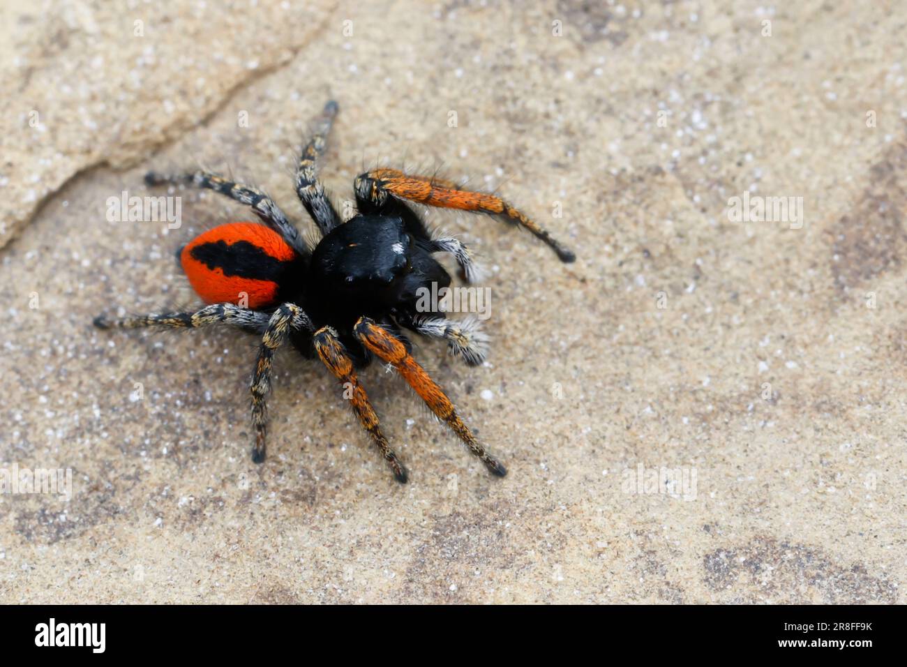 Goldaugen-Springspinne, Goldaugenspringspinne, Goldäugige Springspinne ...