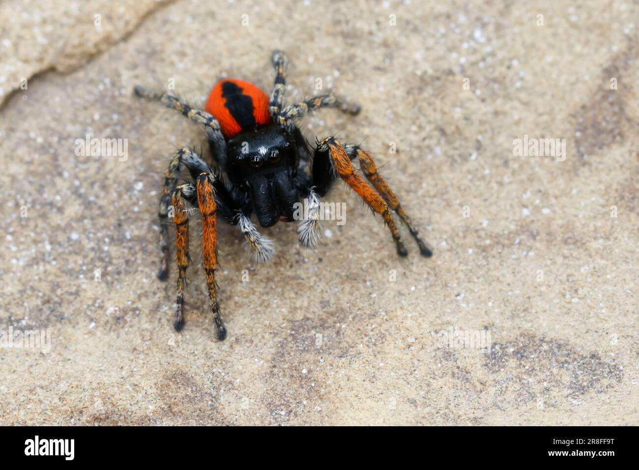 Goldaugen-Springspinne, Goldaugenspringspinne, Goldäugige Springspinne ...