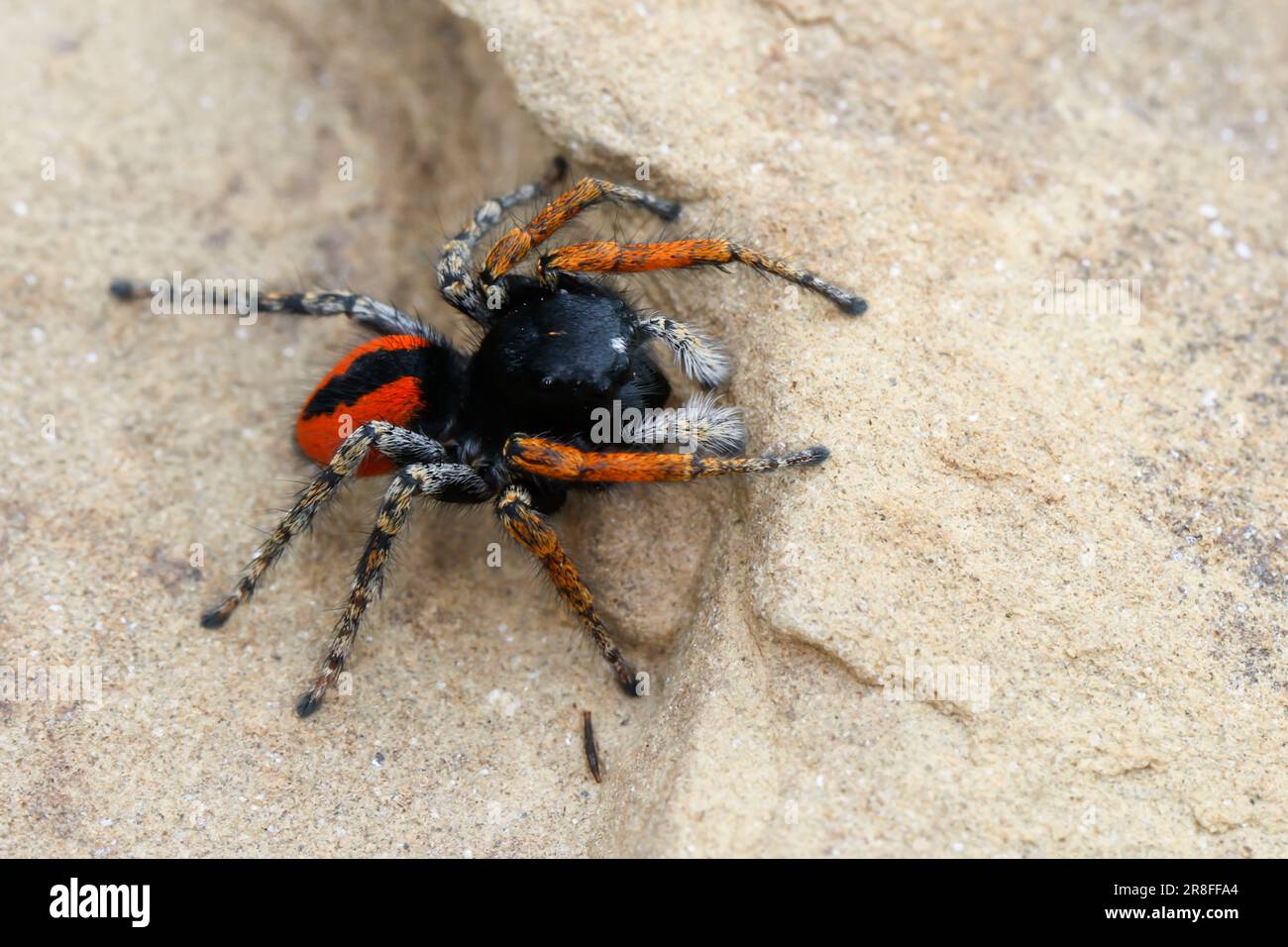 Goldaugen-Springspinne, Goldaugenspringspinne, Goldäugige Springspinne ...