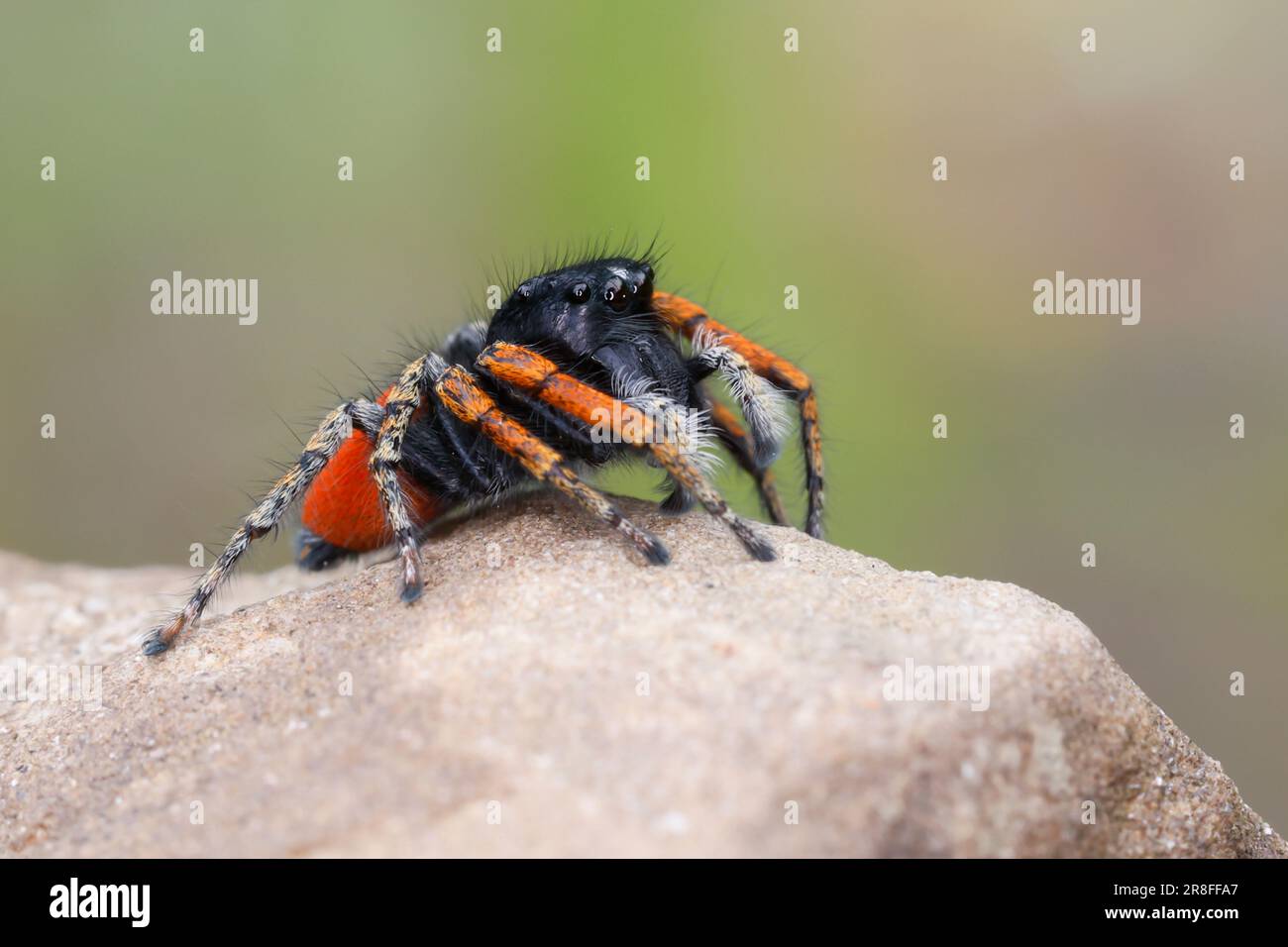 Goldaugen-Springspinne, Goldaugenspringspinne, Goldäugige Springspinne ...